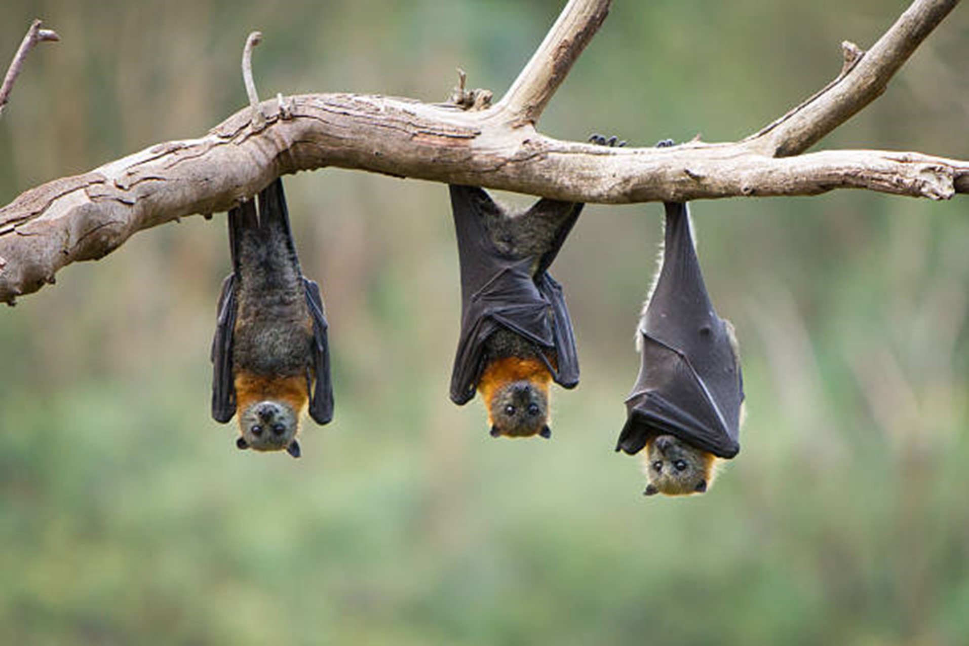 Bats and Rabies | Government of Prince Edward Island