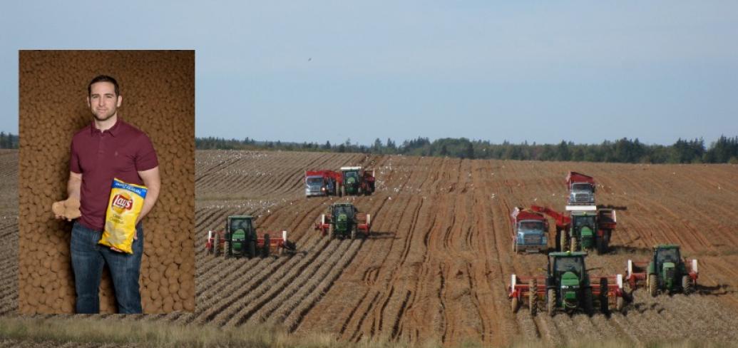 These spuds make mighty great chips | Government of Prince Edward Island