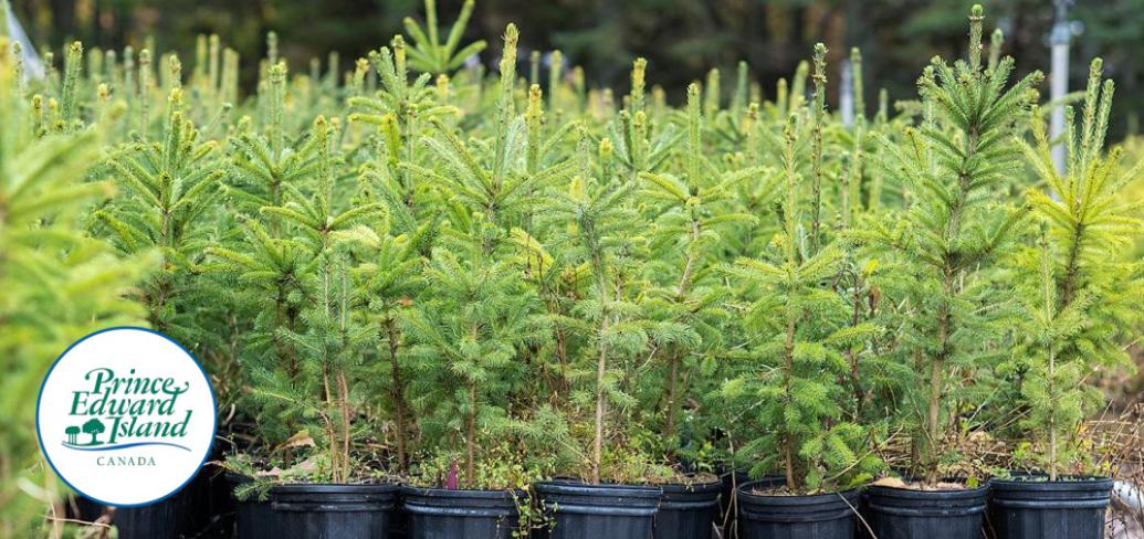 Support healthy Island forests for a healthy future | Government of ...