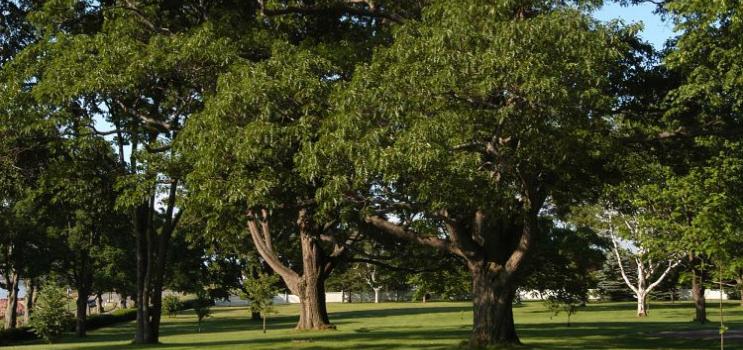 Provincial Tree | Government of Prince Edward Island