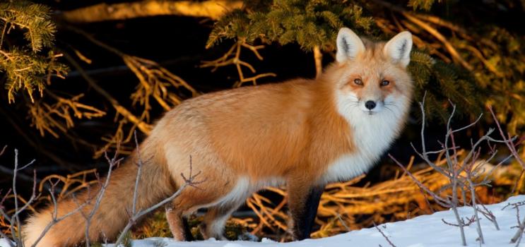 Provincial Animal | Government of Prince Edward Island