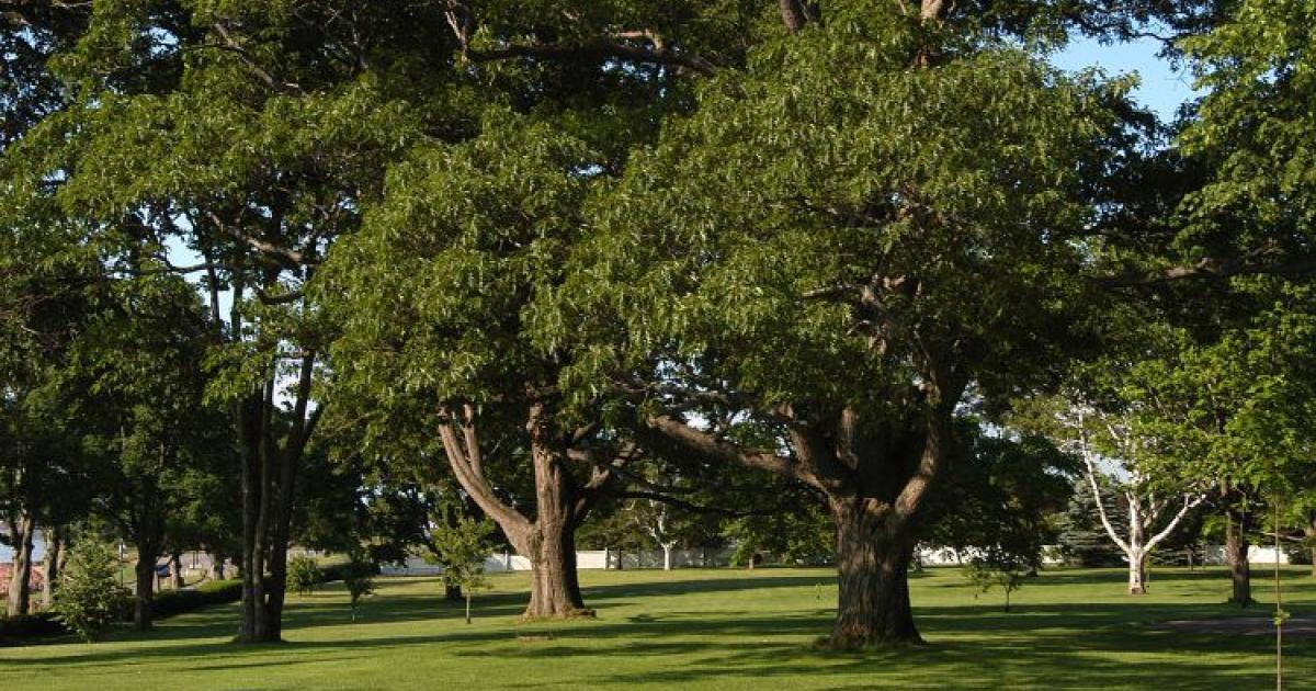 Provincial Tree | Government of Prince Edward Island