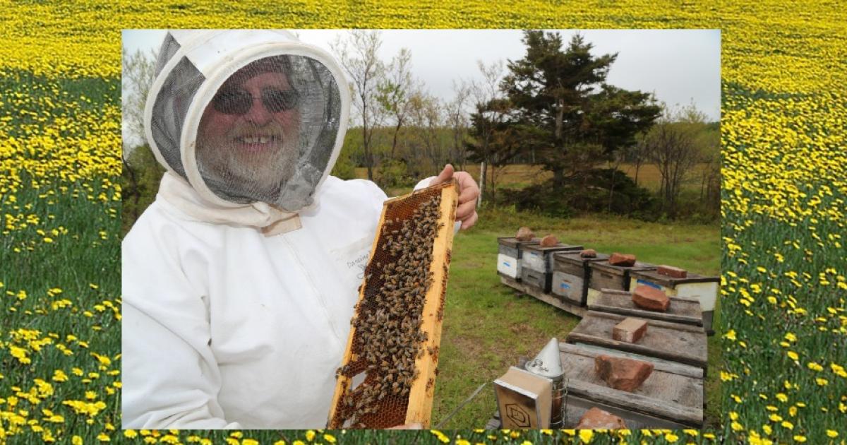Spare the dandelions, save the bees | Government of Prince Edward Island